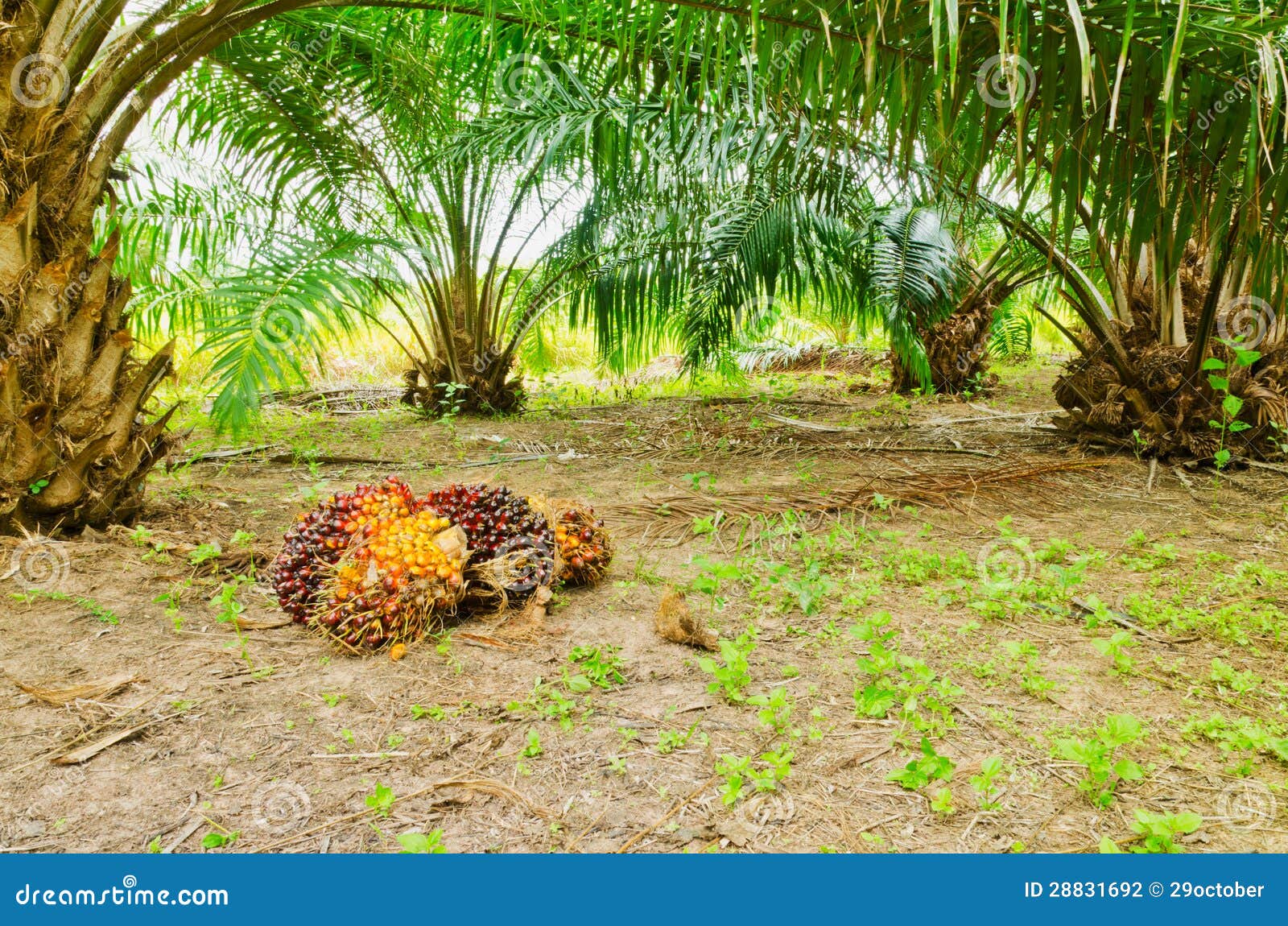 Oil palm in garden stock photo. Image of island, dirt - 28831692