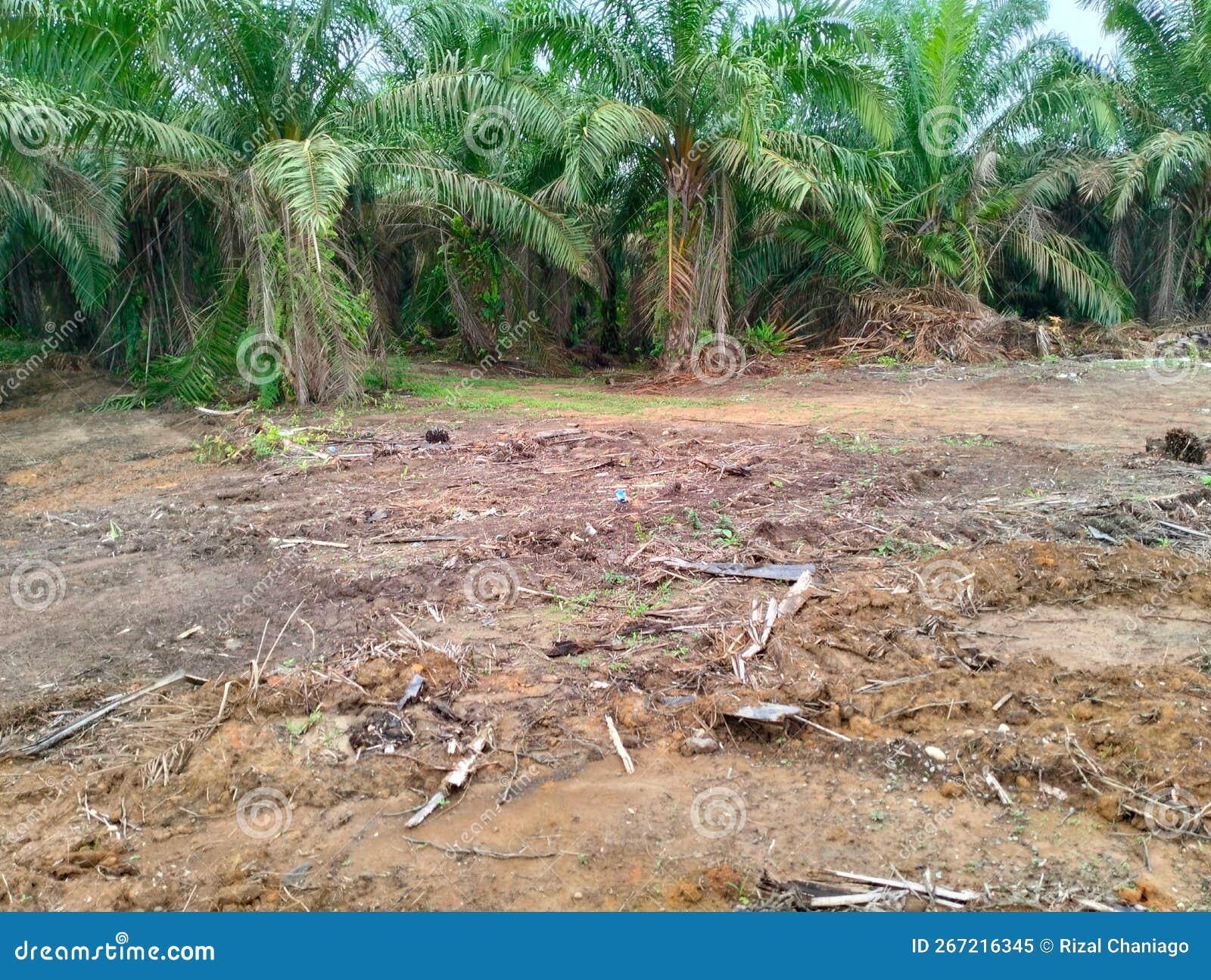 Plantation Area Of Corn During Flowering Stages Wait For Pollination ...