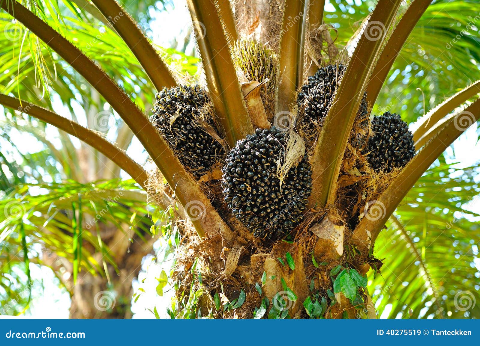 Oil Palm Plantation stock image. Image of harvest, asia - 40275519