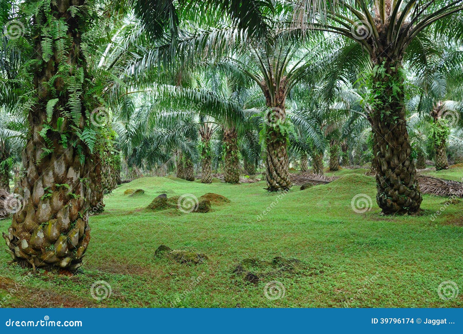 Oil palm plantation stock photo. Image of green, plant - 39796174