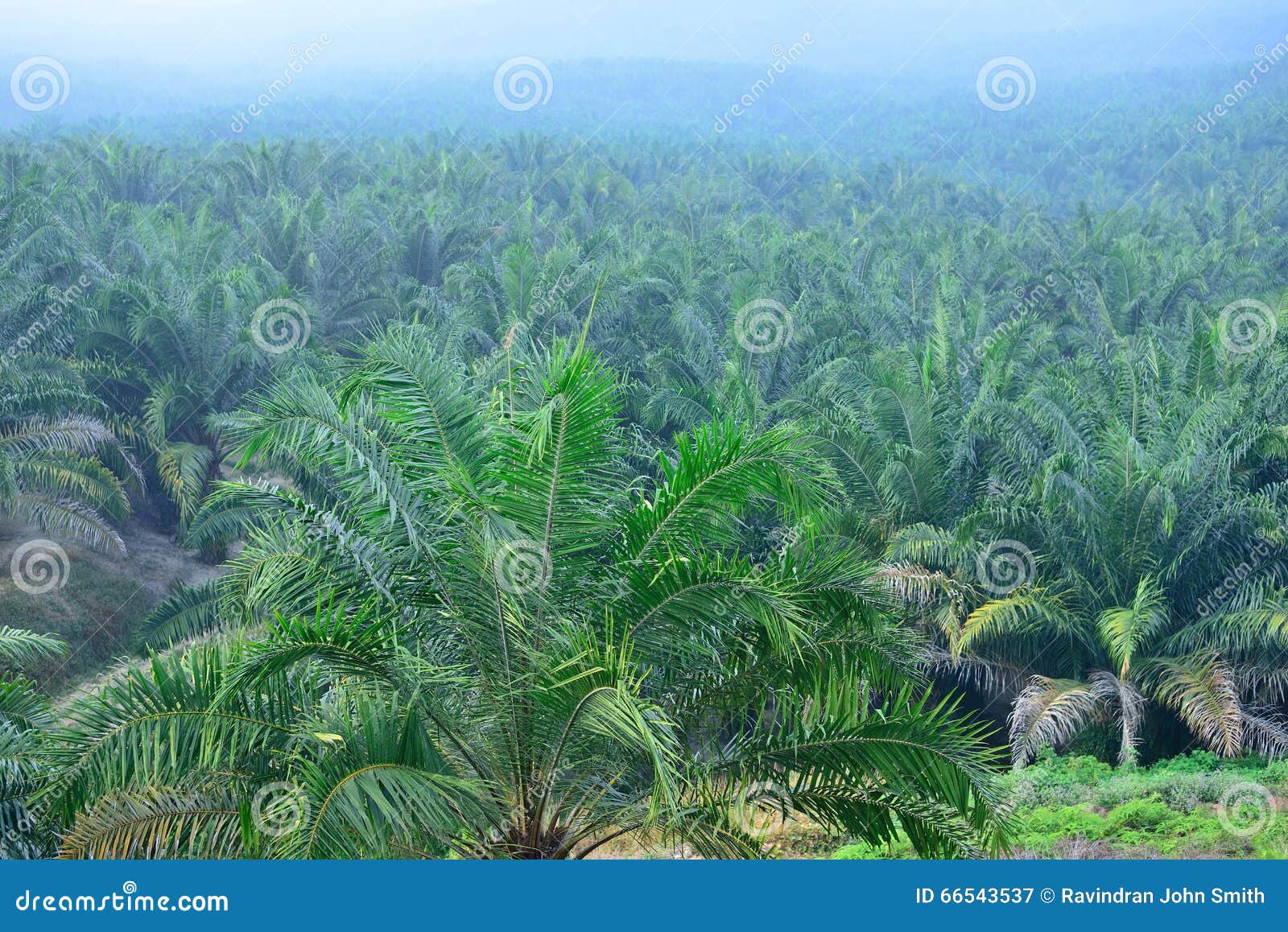 Oil Palm Plantation editorial photography. Image of hill - 66543537