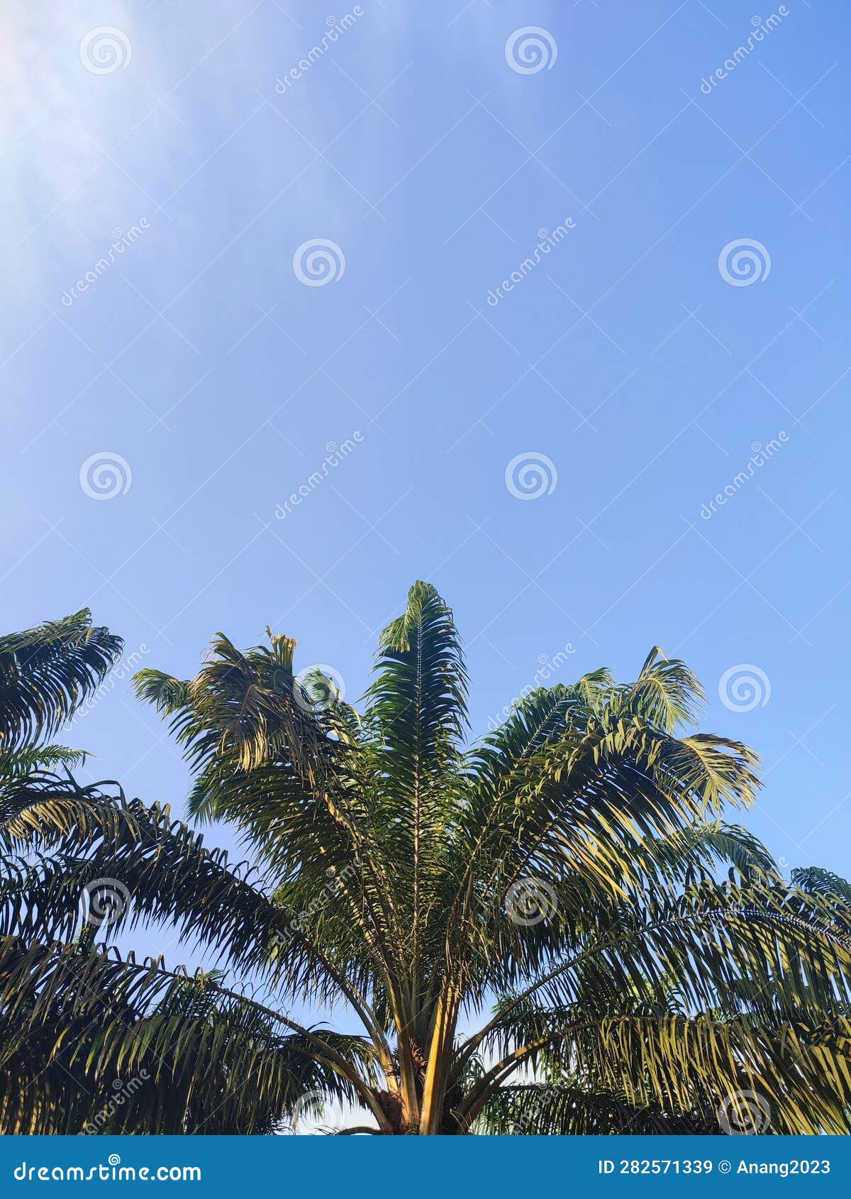 Oil Palm Plantations Seen from the Side2 Stock Image - Image of ...
