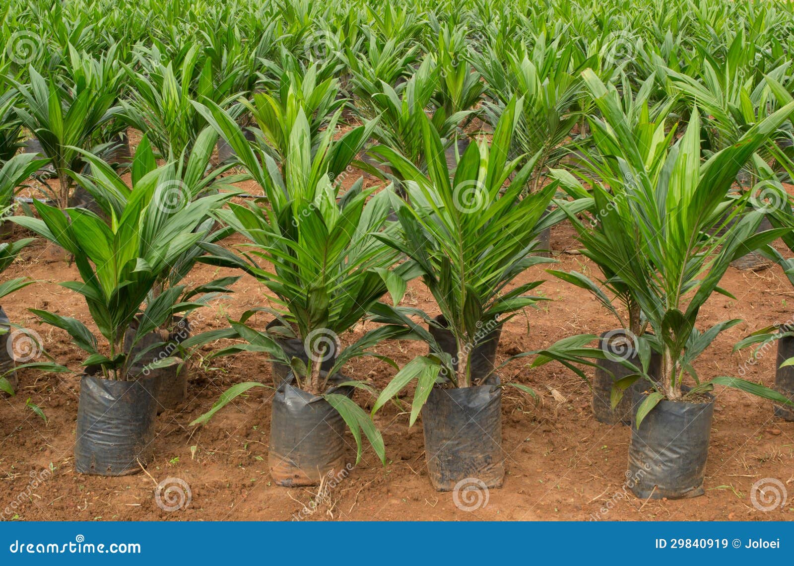 Oil palm sapling stock image. Image of commodity, farm - 29840919