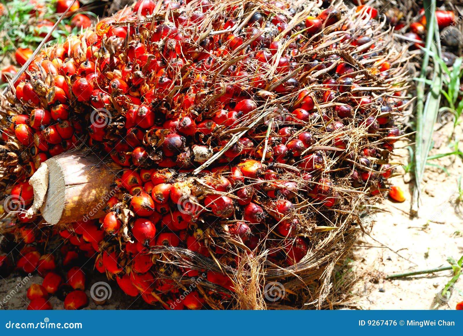 Palm Oil Seed And Seed Structure Royalty-Free Stock Photography ...