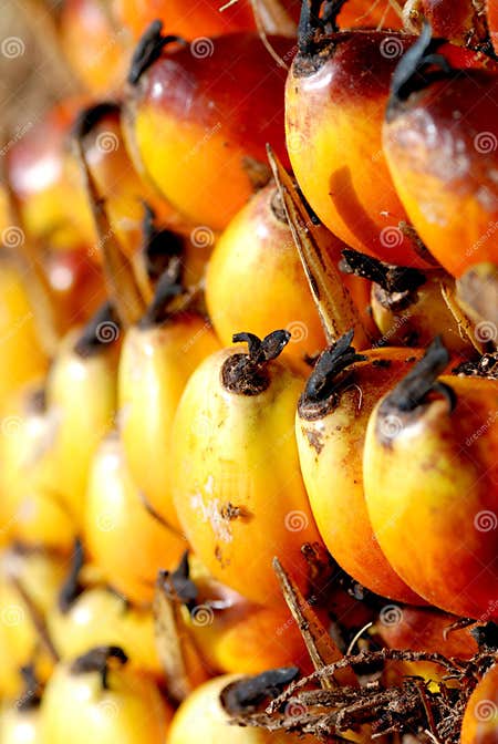 Oil Palm Seed stock photo. Image of crop, plantation, mast - 9267798