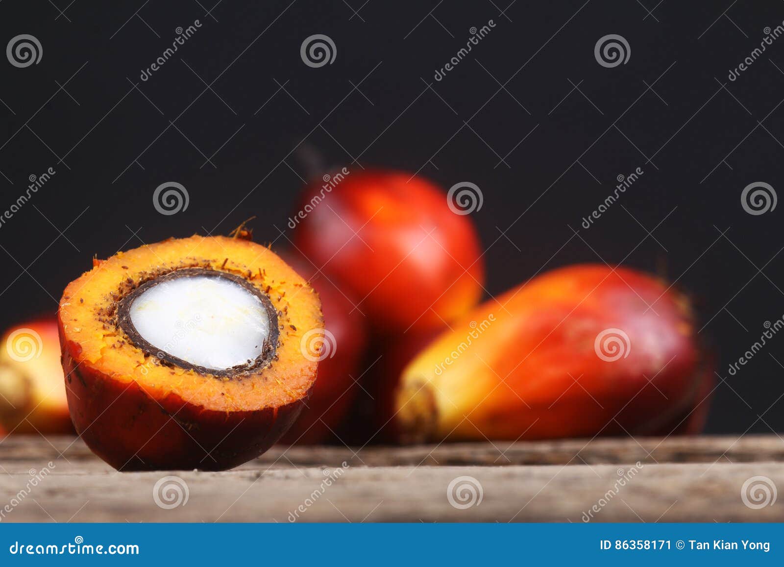 Oil Palm Seed Closeup - Series 3 Stock Image - Image of fruit ...