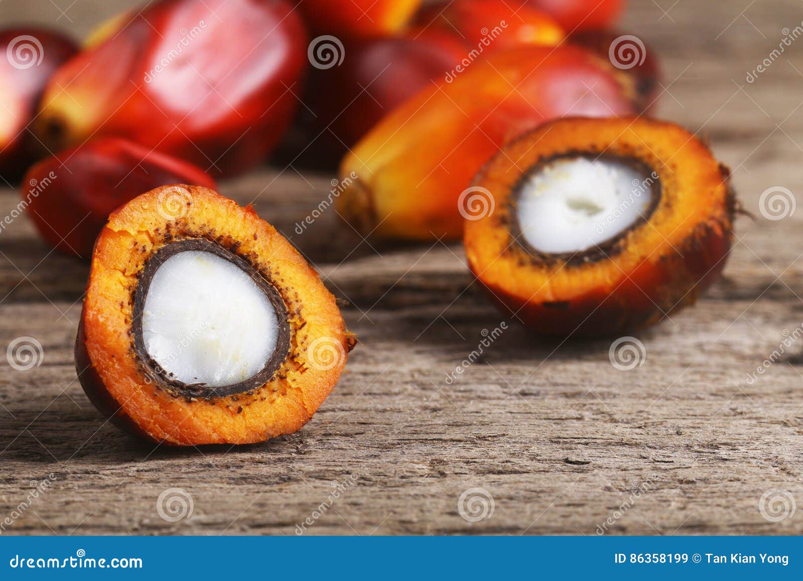 Oil Palm Seed Closeup - Series 4 Stock Image - Image of monocrop, fruit ...