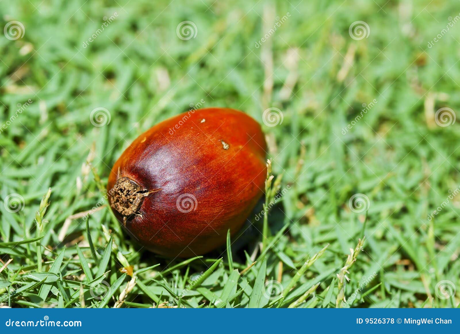 Oil Palm Seed Series 01 stock photo. Image of crude, tropical - 9526378
