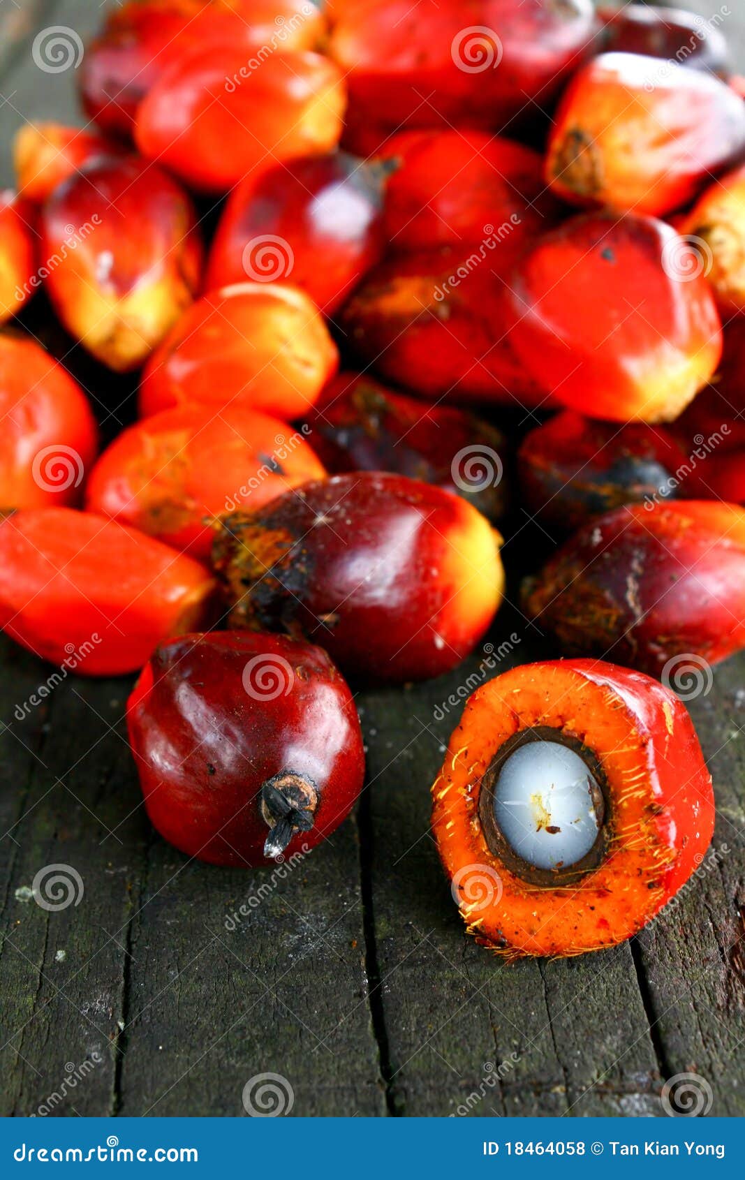 Oil Palm Seeds stock photo. Image of seed, plantation - 18464058