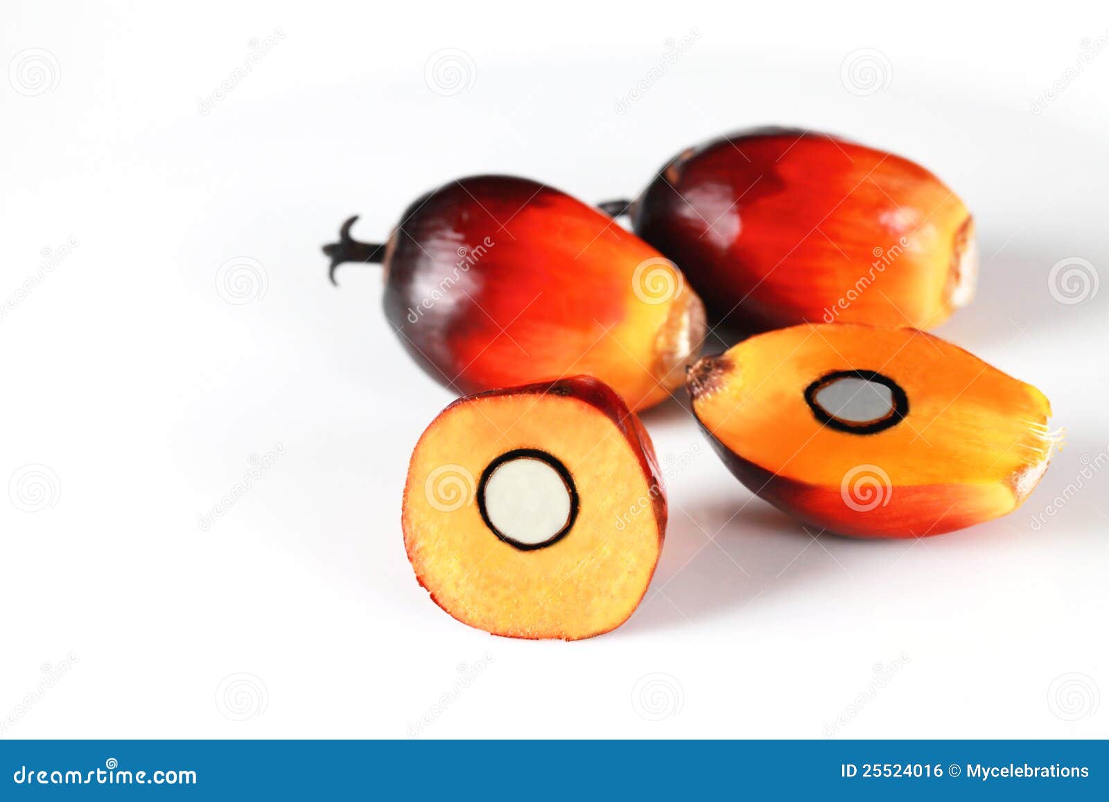 Oil Palm Seeds stock photo. Image of oily, oils, agriculture - 25524016