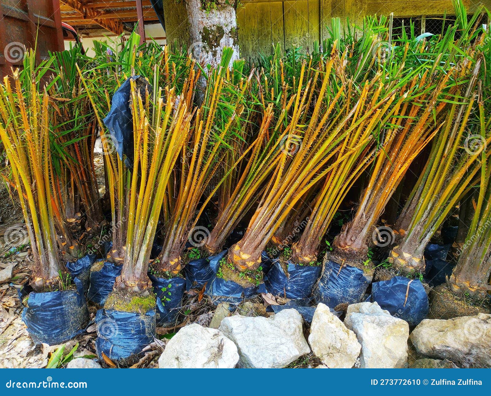 Oil Palm Seeds Ready for Planting Stock Photo - Image of seeds, flower ...