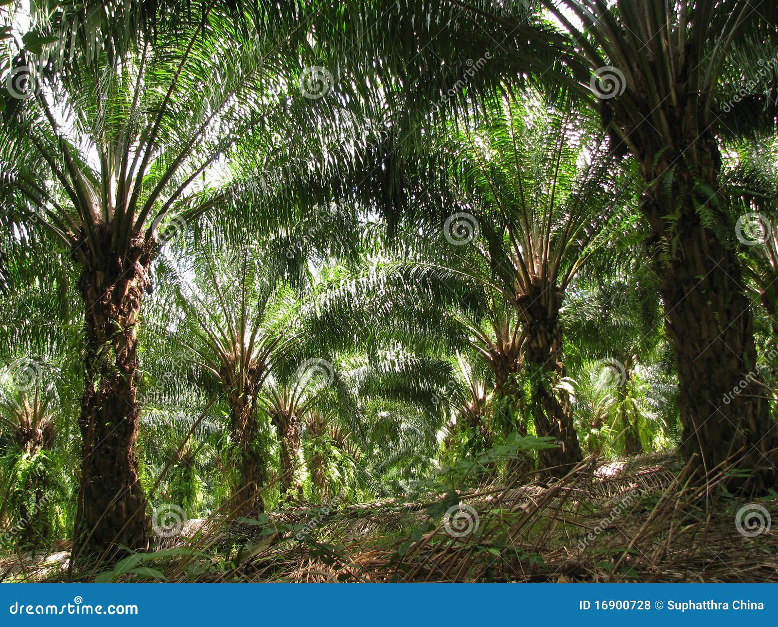 Oil palm tree stock photo. Image of farmland, agriculture - 16900728
