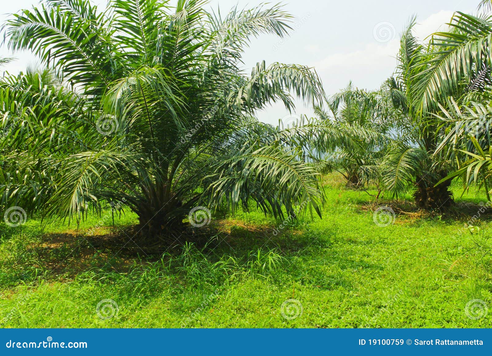 Oil palm tree stock image. Image of palm, thailand, growth - 19100759