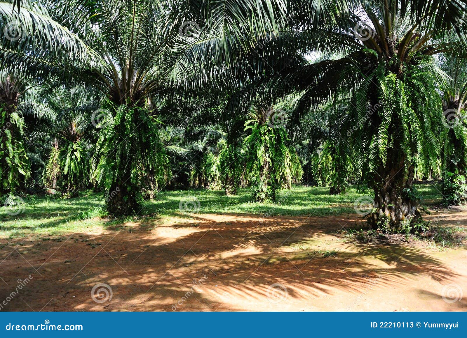 Oil palm tree stock image. Image of tree, garden, thailand - 22210113