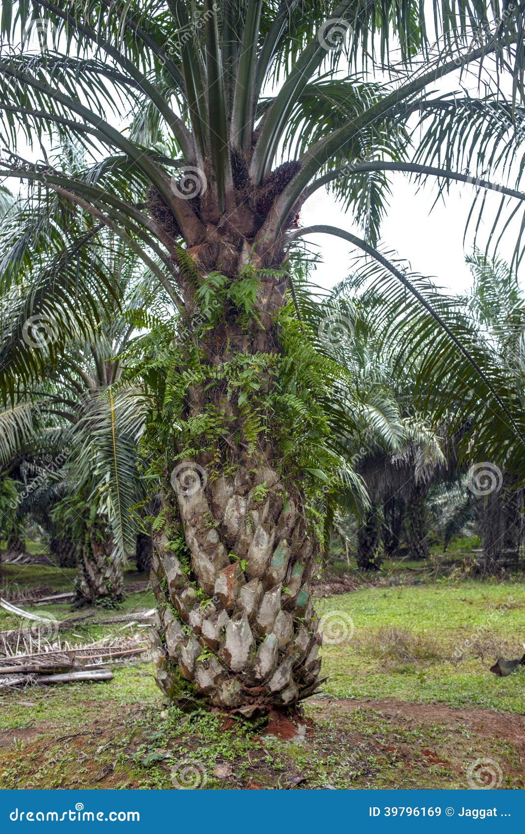 Oil palm tree stock image. Image of cooking, industry - 39796169