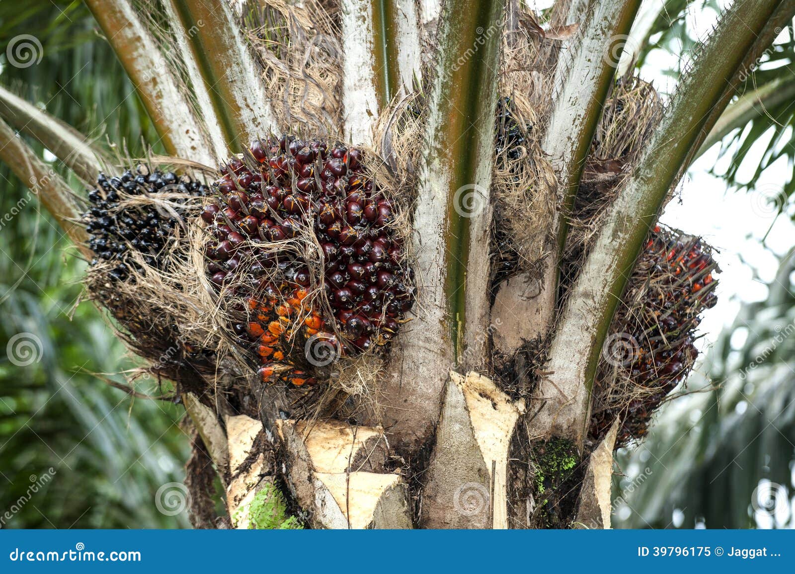 Oil palm tree stock image. Image of plant, food, agriculture - 39796175