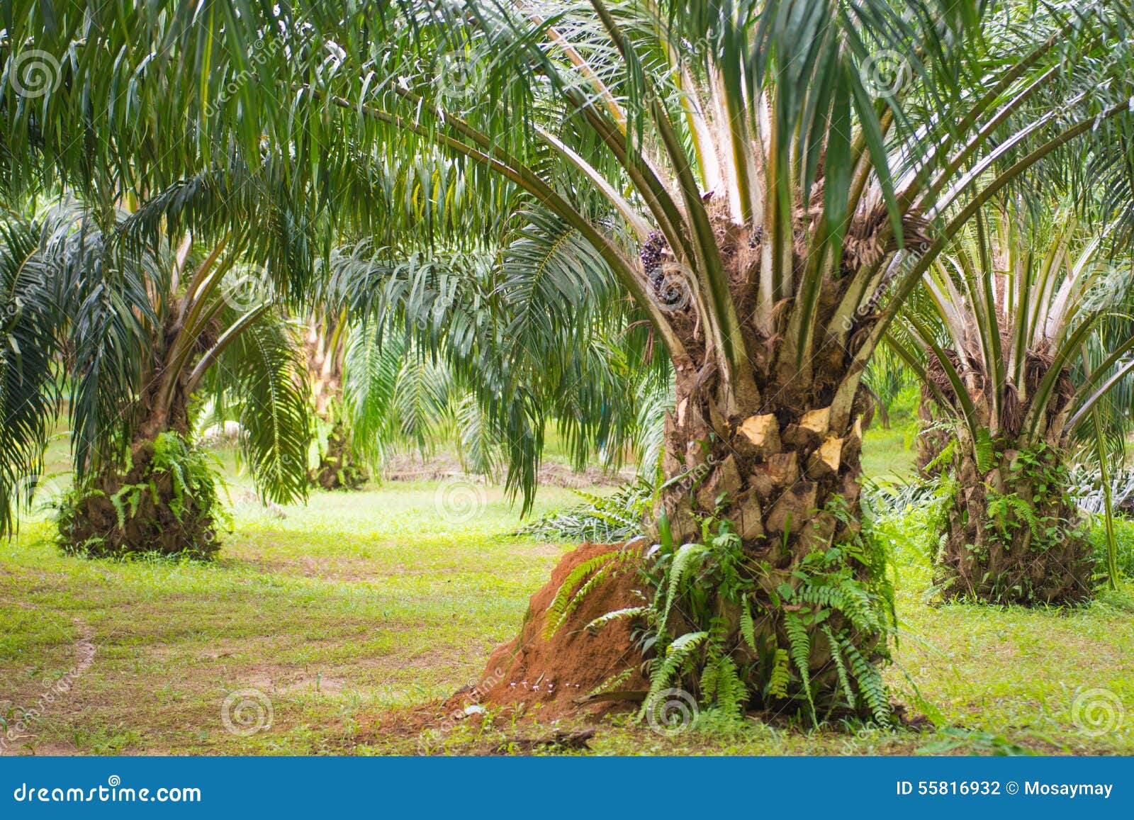 Oil palm tree in garden stock photo. Image of harvest - 55816932