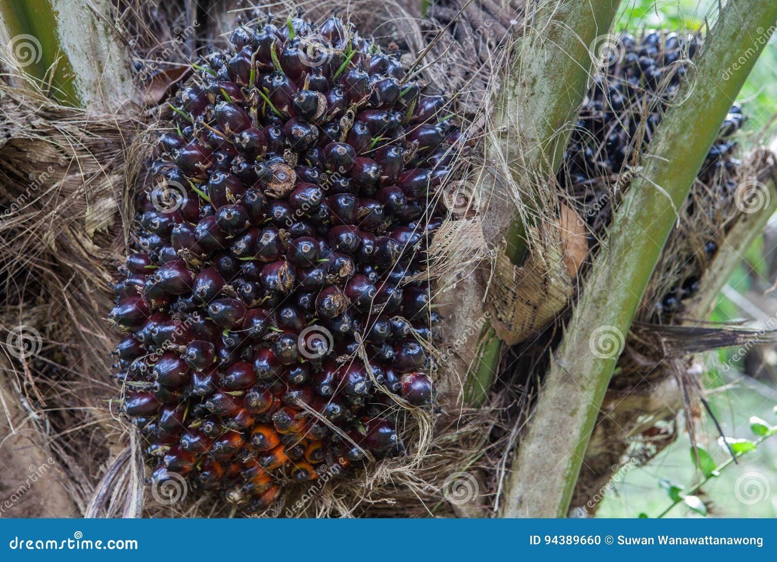 Oil Palm Tree and Its Bunch in the Palm Garden Stock Photo - Image of ...