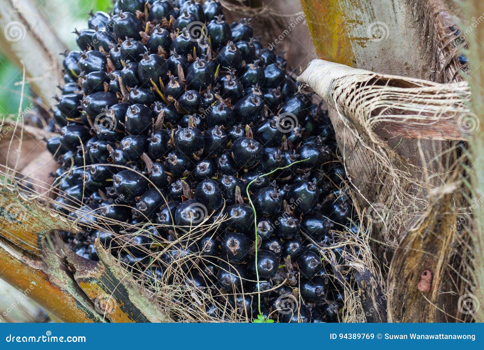 Oil Palm Tree and Its Bunch in the Palm Garden Stock Image - Image of ...