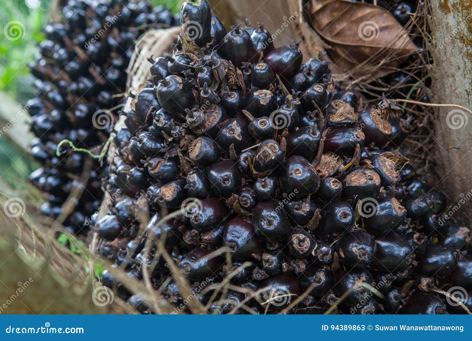 Oil Palm Tree and Its Bunch in the Palm Garden Stock Image - Image of ...