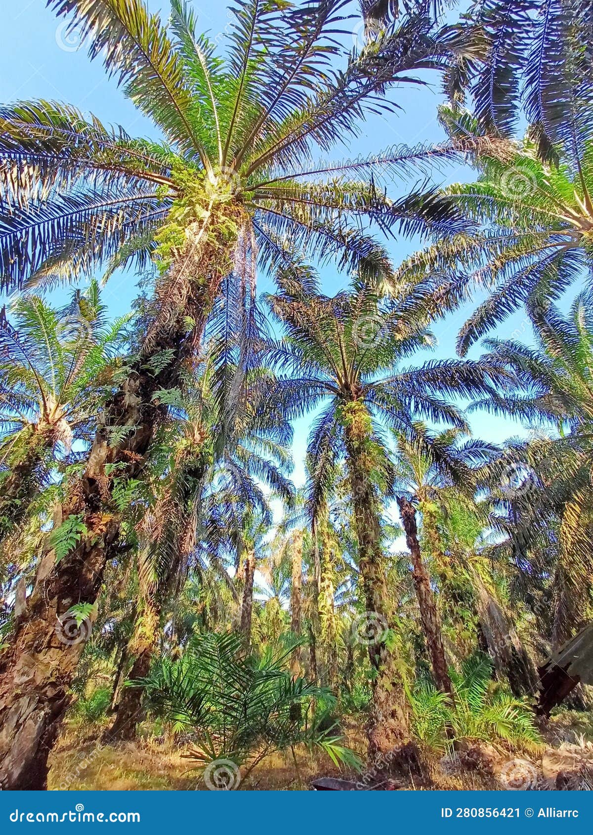 Oil Palm, the Tree that Produces Oil Stock Image - Image of tree, palm ...