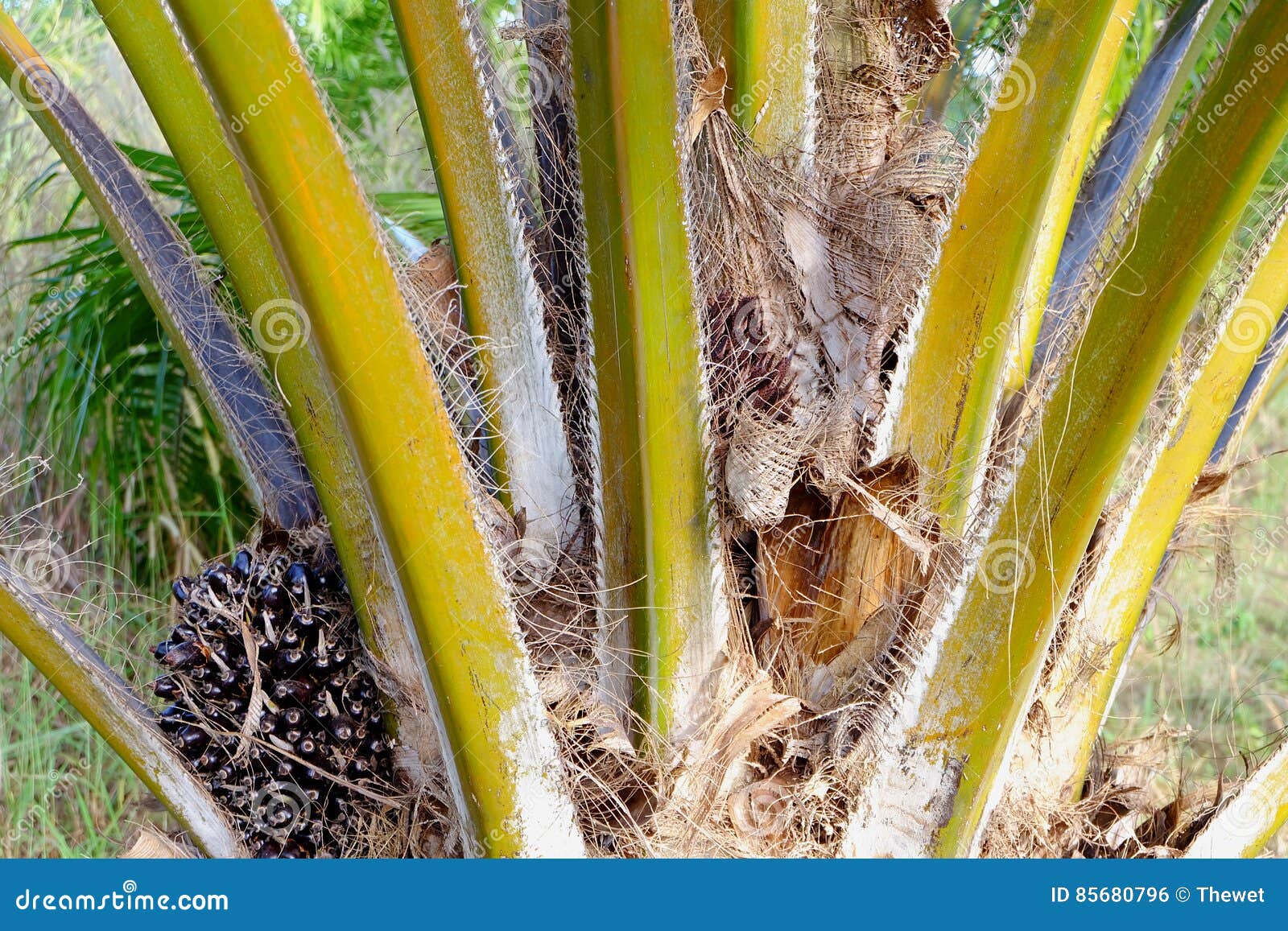 Oil palm tree stock photo. Image of food, plantation - 85680796