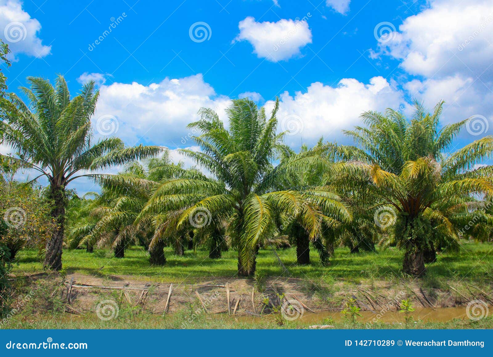 Oil Palm tree stock image. Image of nature, tree, hand - 142710289