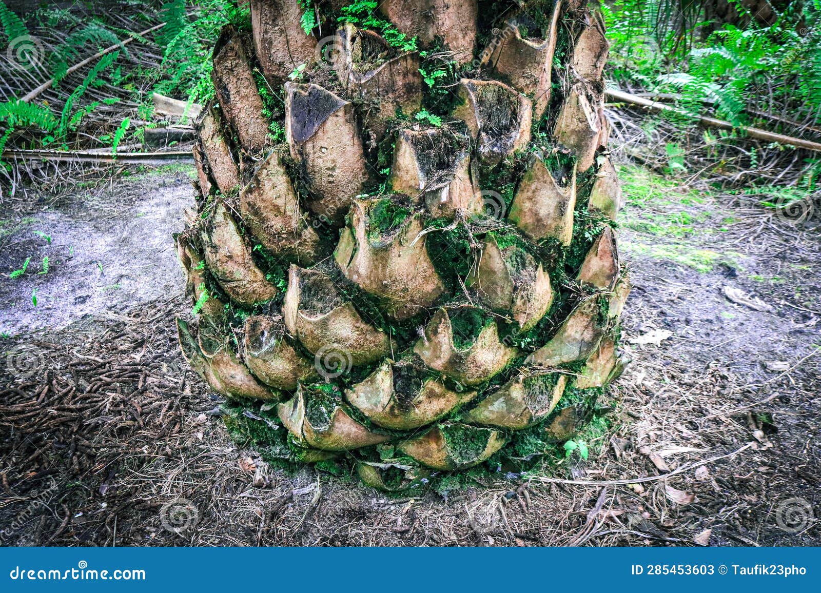 Oil palm tree trunks stock image. Image of wildlife - 285453603