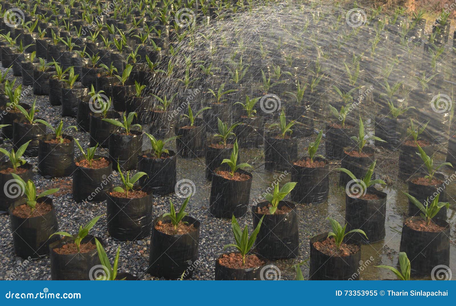 Oil palm tree stock image. Image of green, sprinkle, crop - 73353955