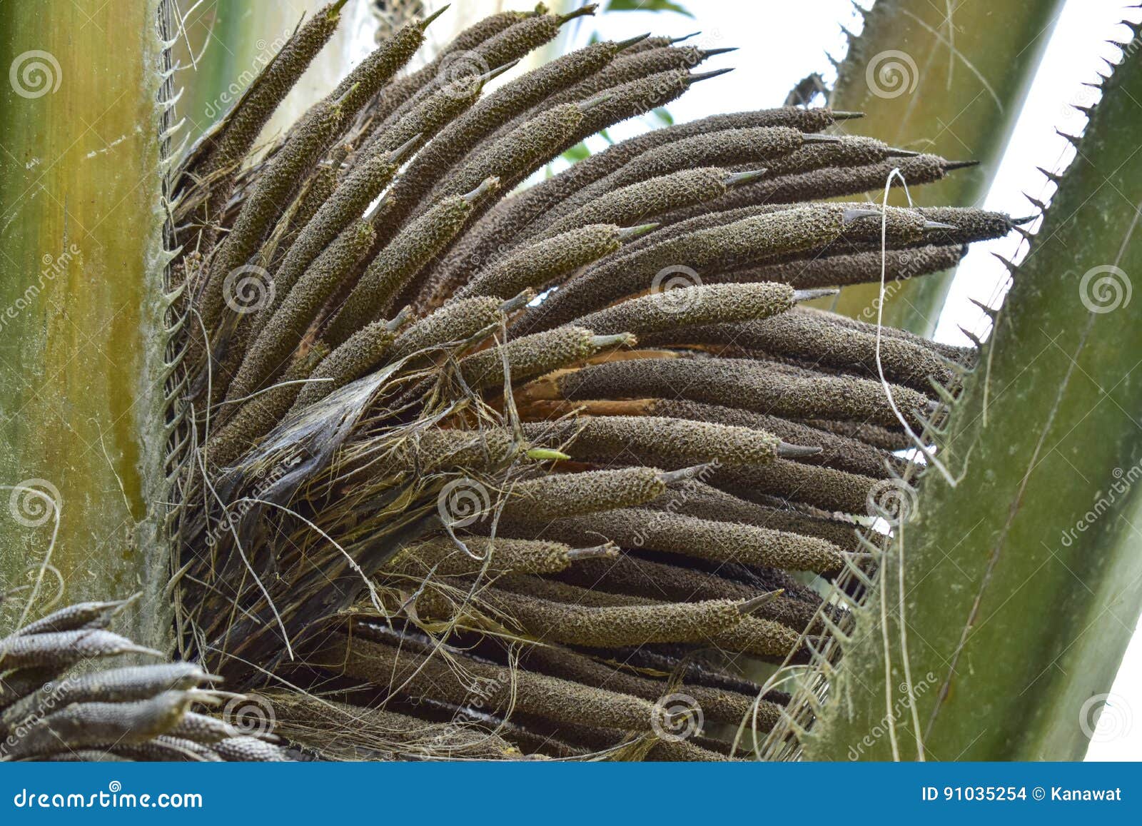 Oil Palm Trees are Flowering Stock Photo - Image of green, production ...