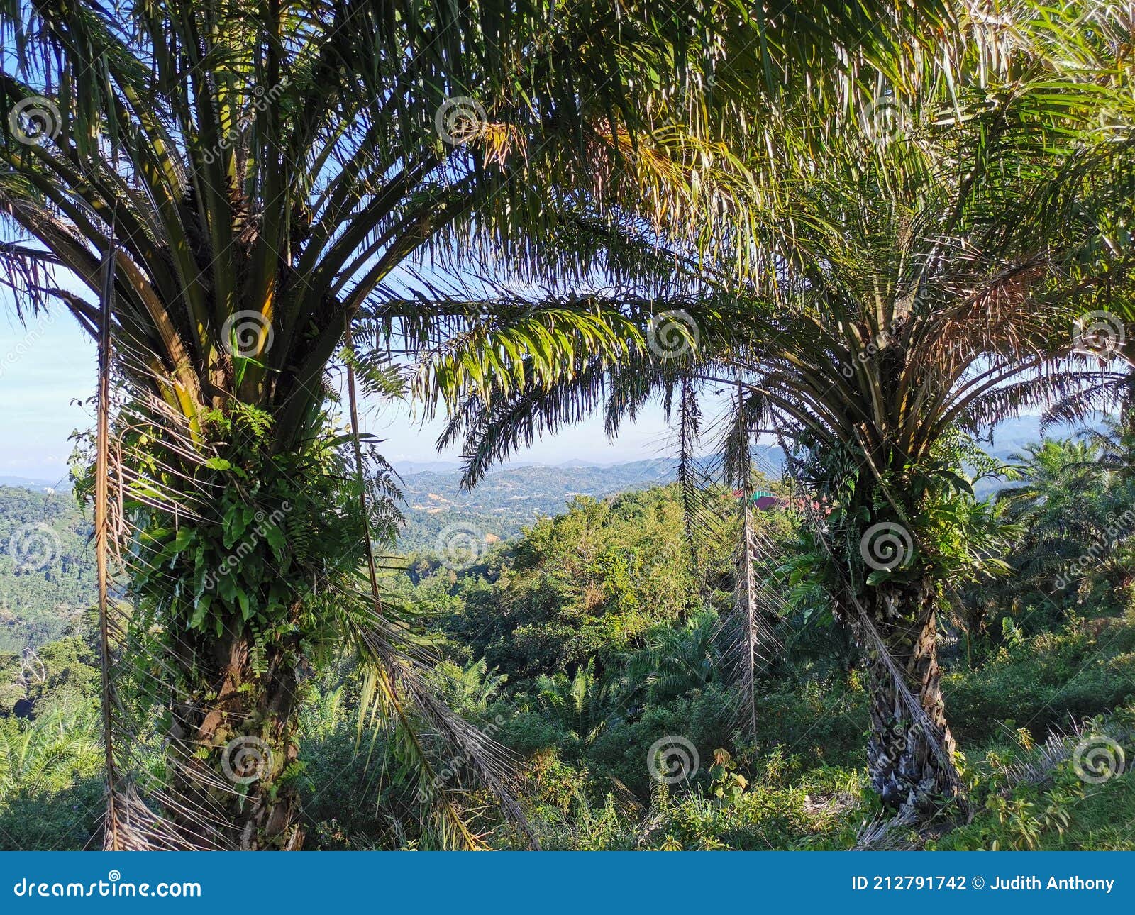 Oil Palm Trees in the Forest. Stock Photo - Image of shrub, plant ...