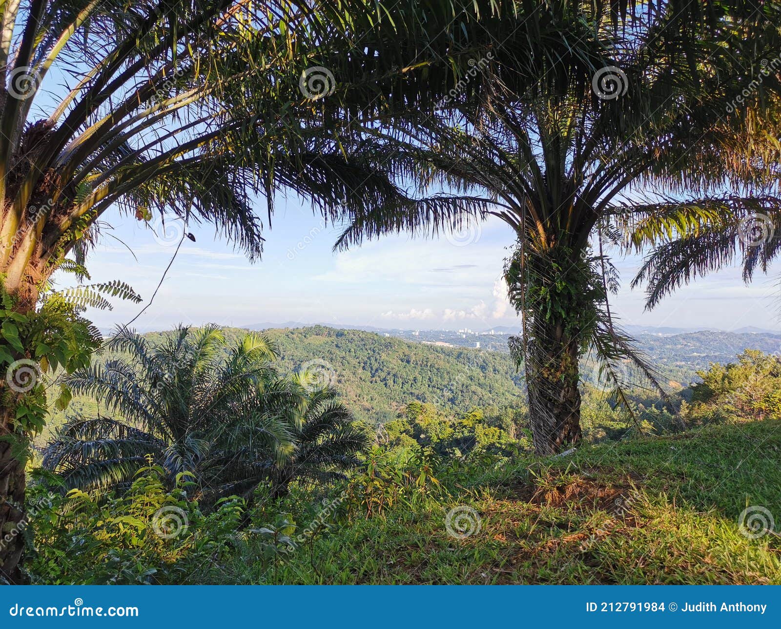 Oil Palm Trees in the Forest. Stock Photo - Image of green, trees ...