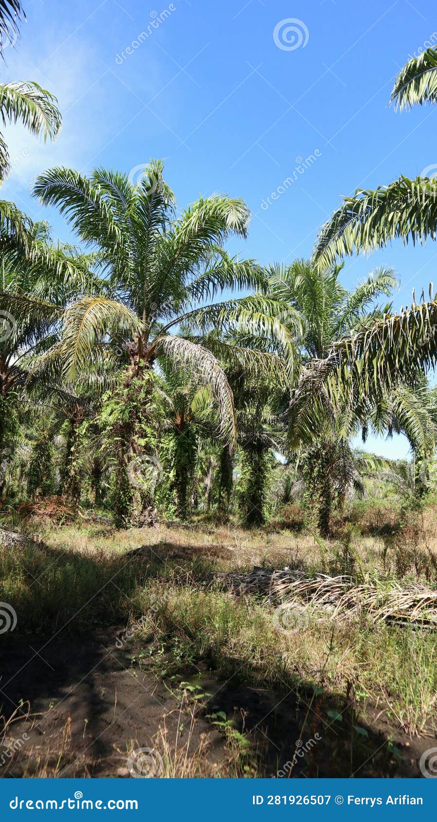 Oil palm trees stock image. Image of farm, environment - 281926507