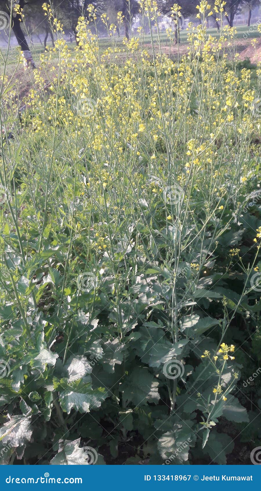 Fasal stock image. Image of plants, morning, plant, fasal - 133418967