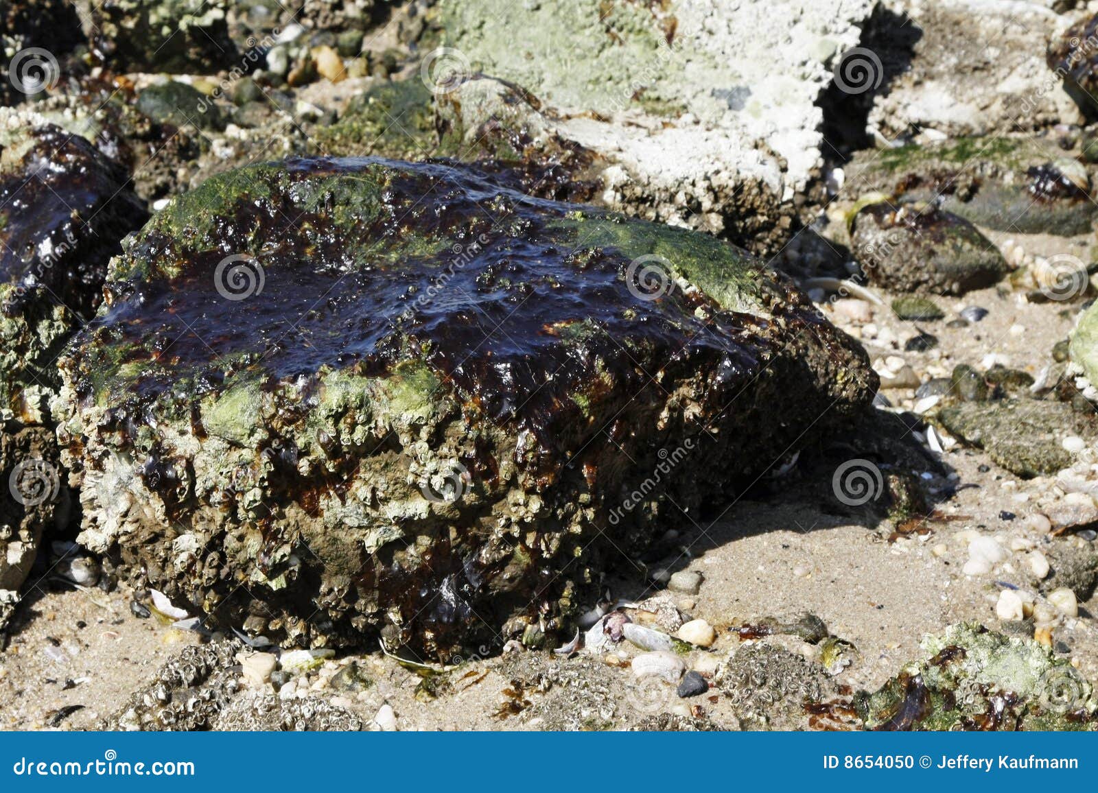 Oil Polluted Beach Rocks stock photo. Image of barnacles - 8654050
