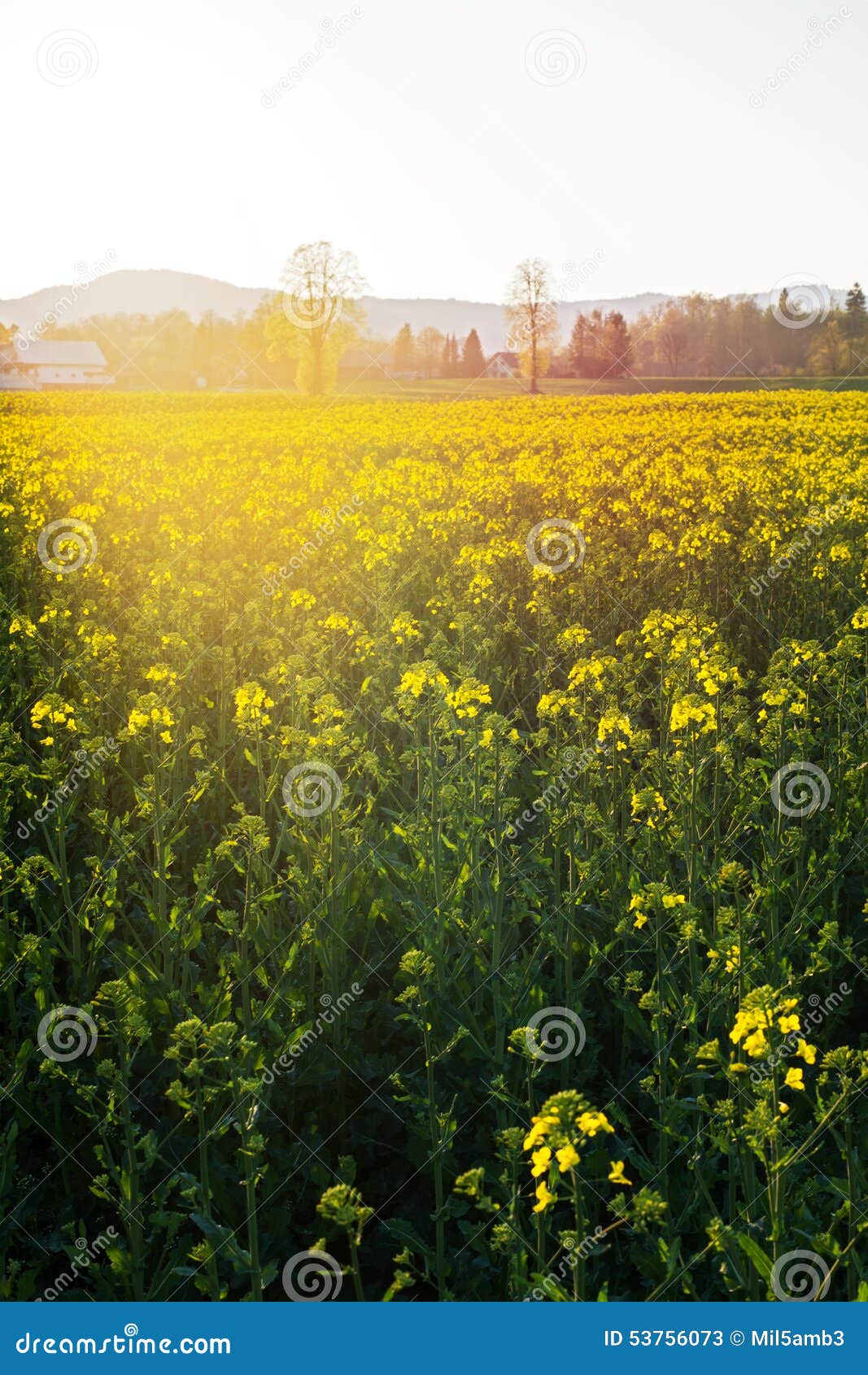 Oil field before sunset stock image. Image of agriculture - 53756073
