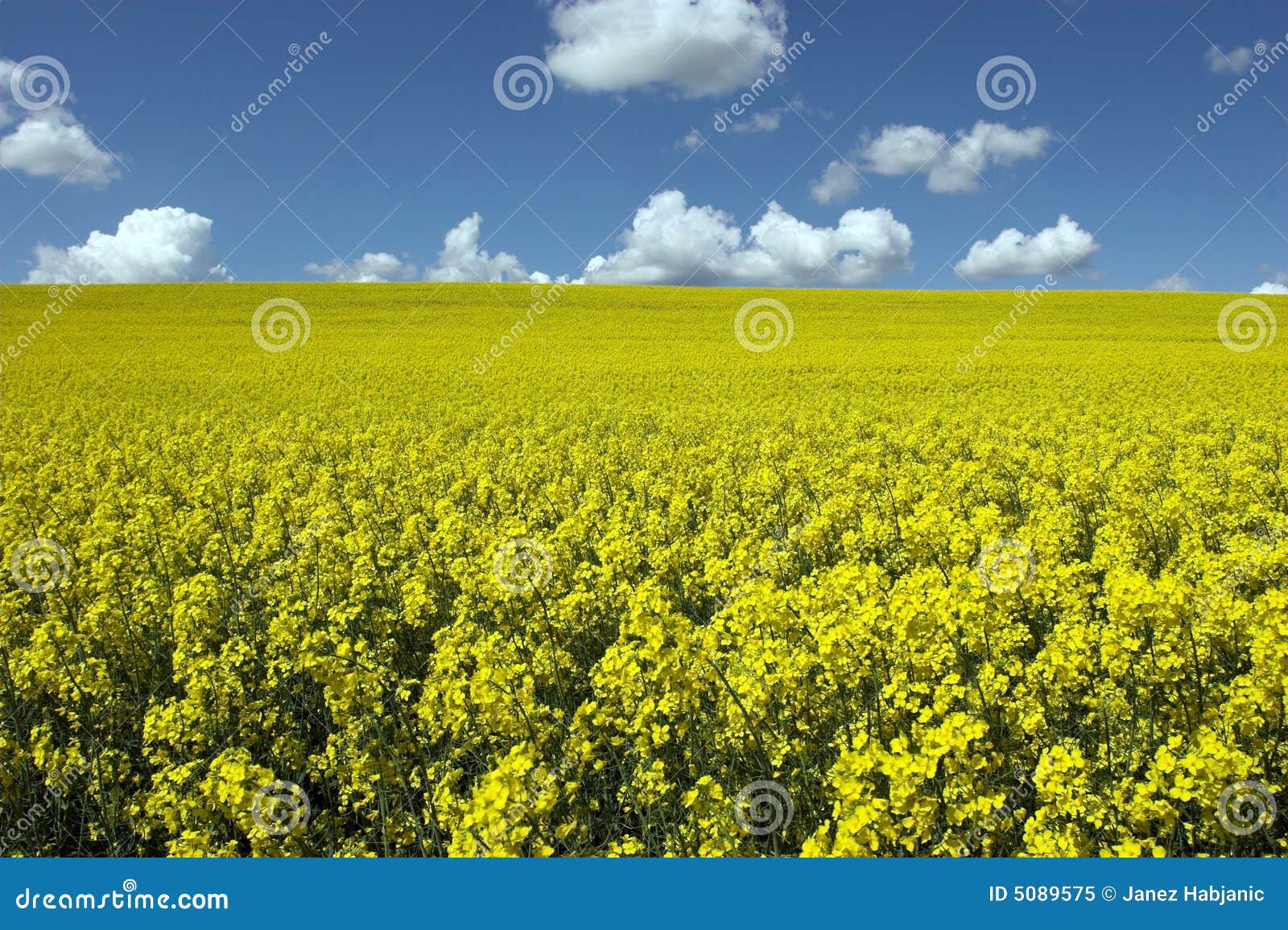Oil fields stock image. Image of land, cloudy, gold, fertility - 5089575
