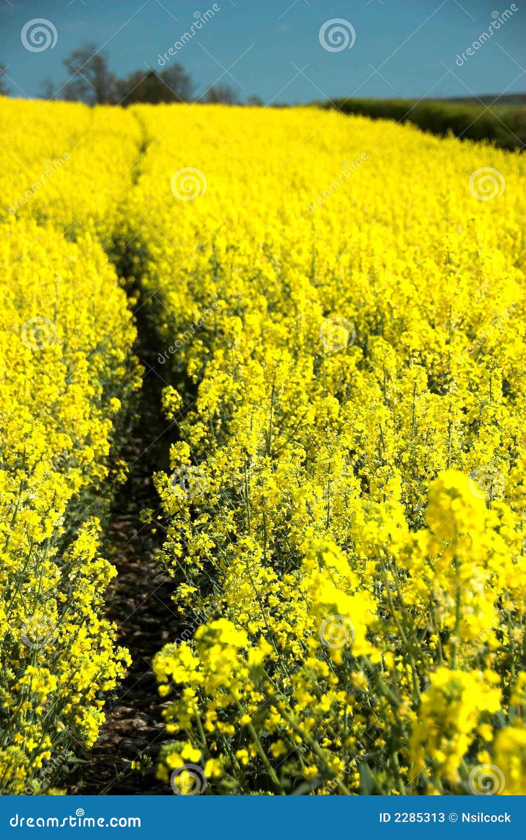Oil Seed Field stock image. Image of seed, field, spring - 2285313