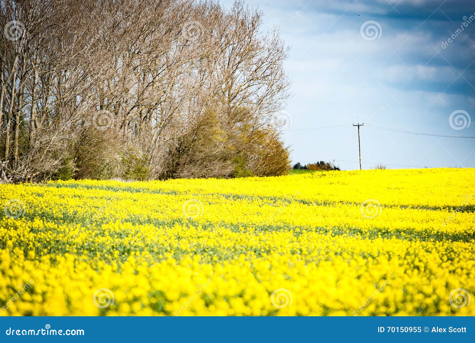 Oil seed stock image. Image of mustard, agriculture, crop - 70150955