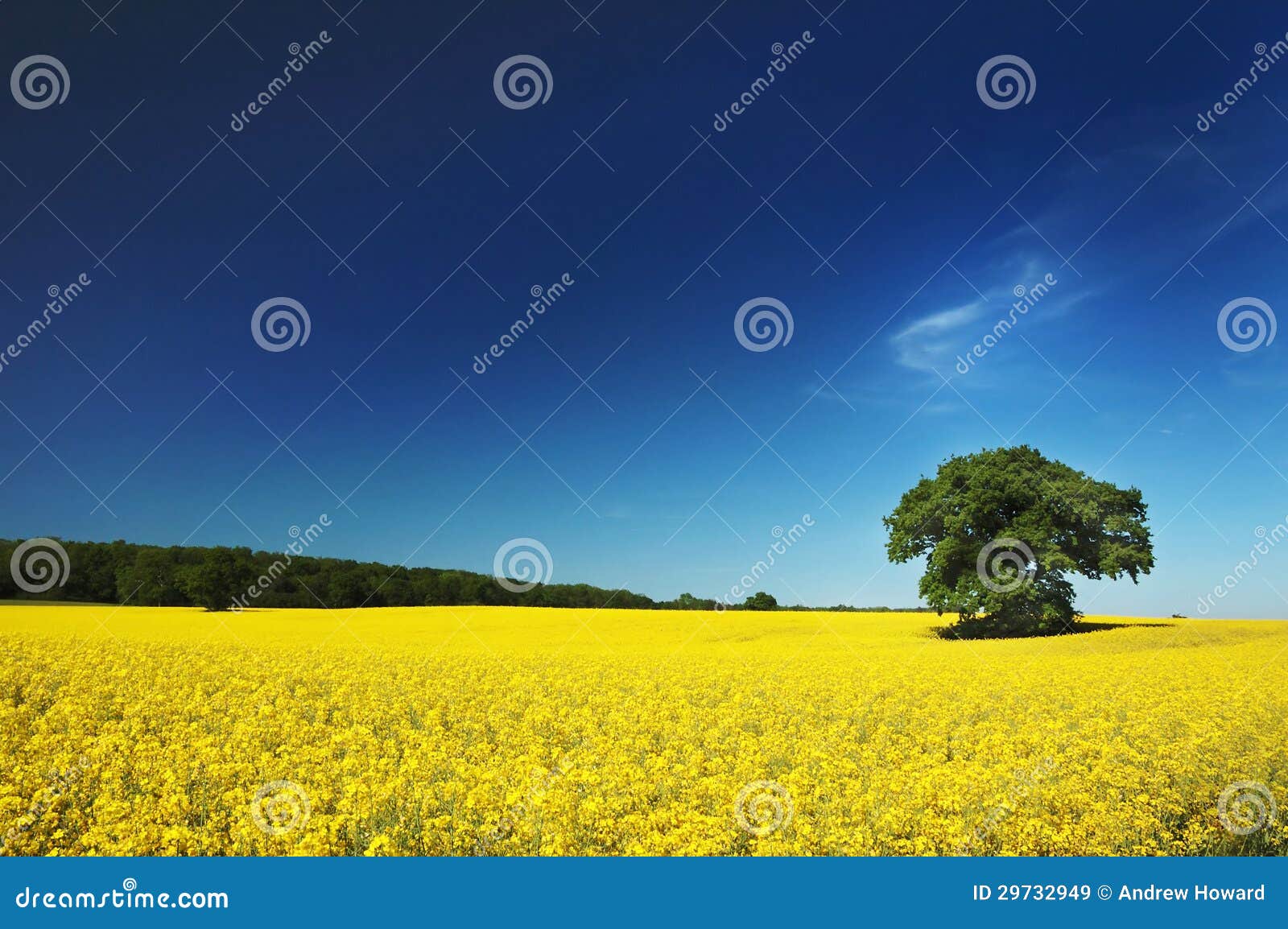 Oil seed field UK. stock image. Image of summer, seed - 29732949