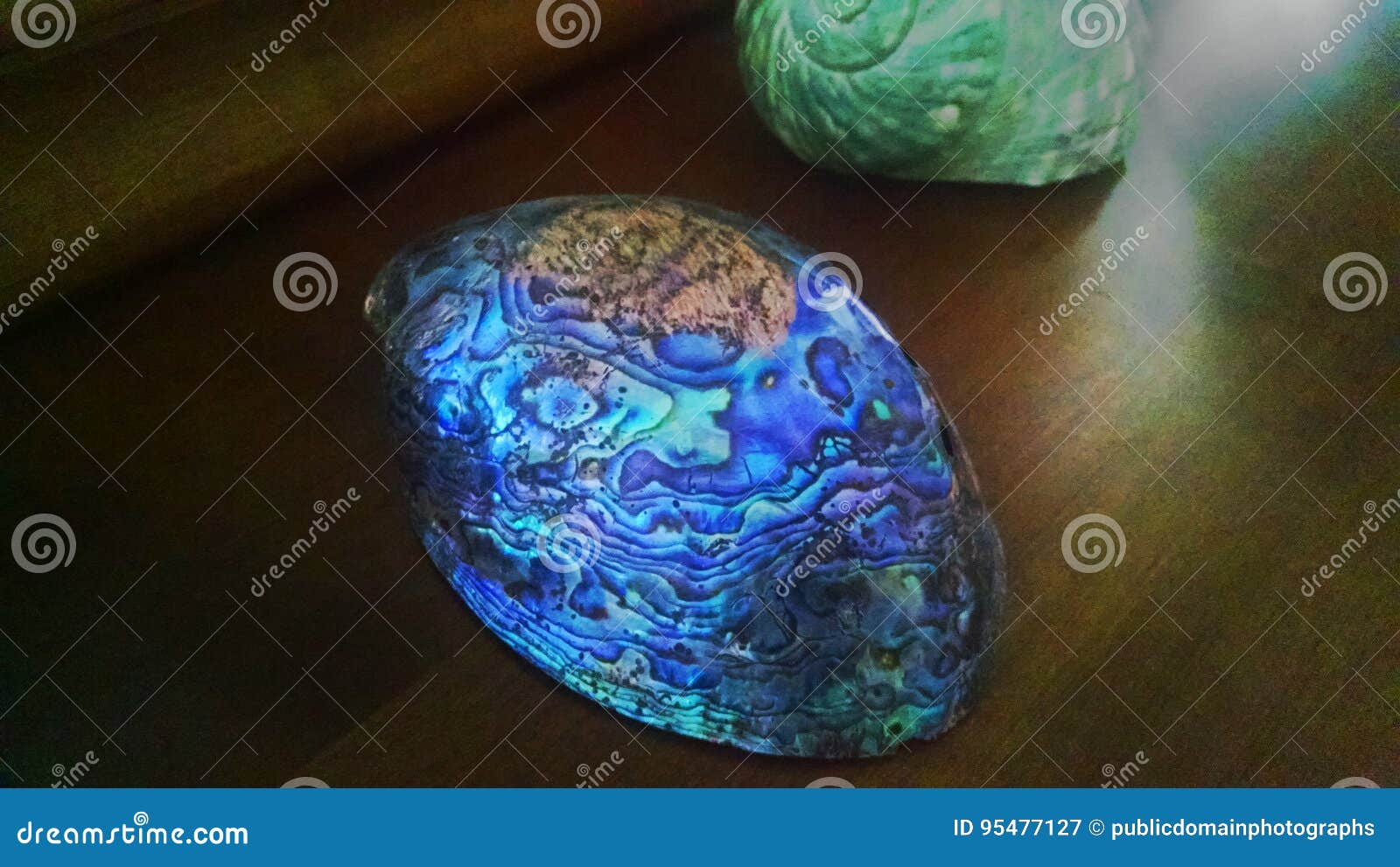 Oil Slick Shell Picture. Image: 95477127