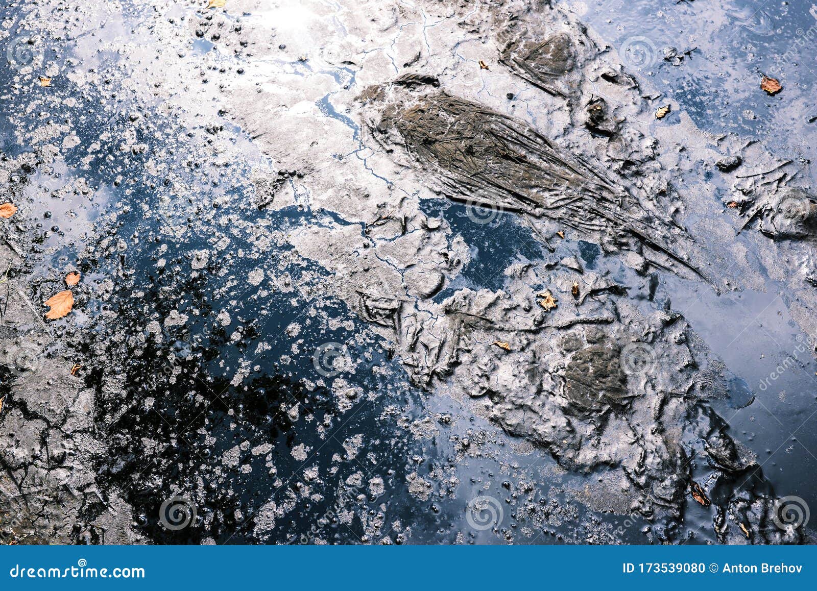 Oil Slick Texture. Oil Spill Stock Photo - Image of gulf, slick: 173539080