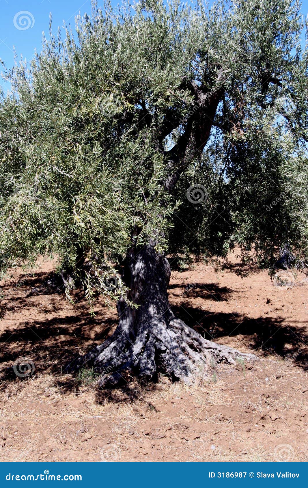 Oil Tree in Sicily stock image. Image of garden, grove - 3186987