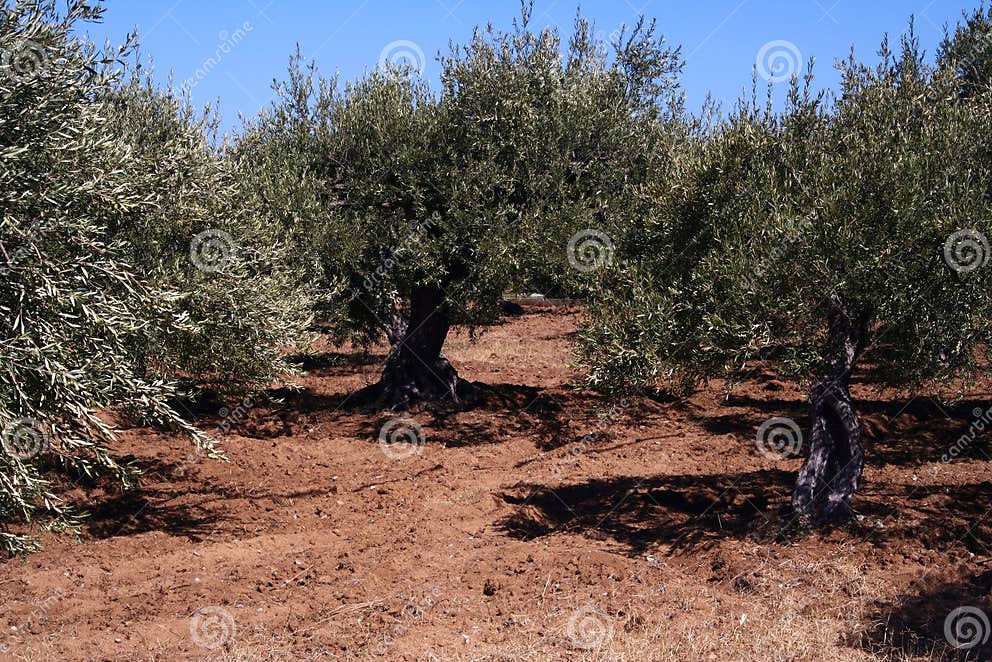 Oil Tree in Sicily stock photo. Image of hill, heat, landscape - 3187018