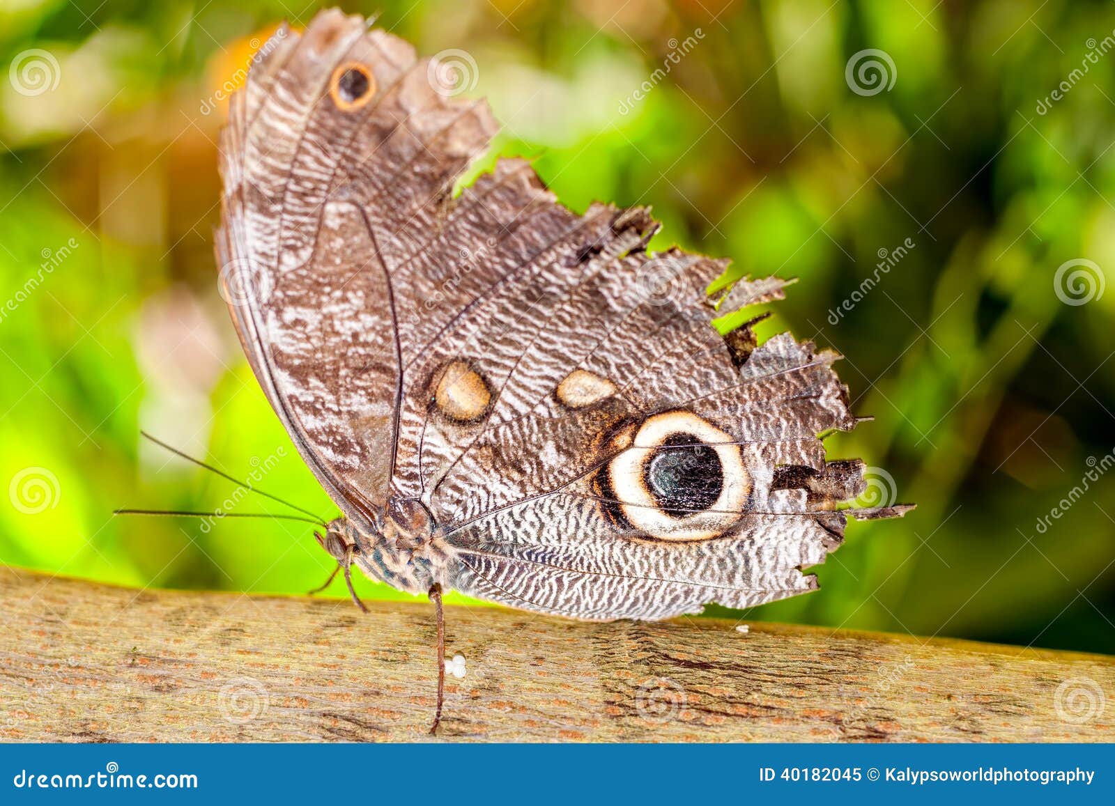 Giant Caligo Oileus Butterfly Stock Image - Image of amazonia ...
