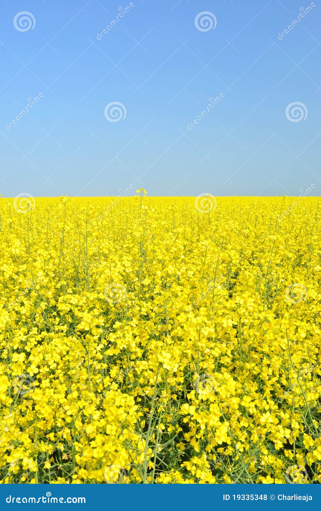 Oilseed field stock photo. Image of spring, country, bloom - 19335348