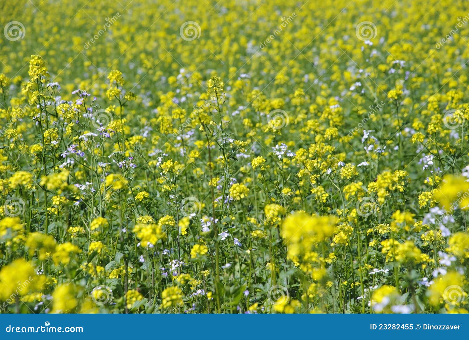 Oilseed plant filed stock image. Image of rural, farm - 23282455