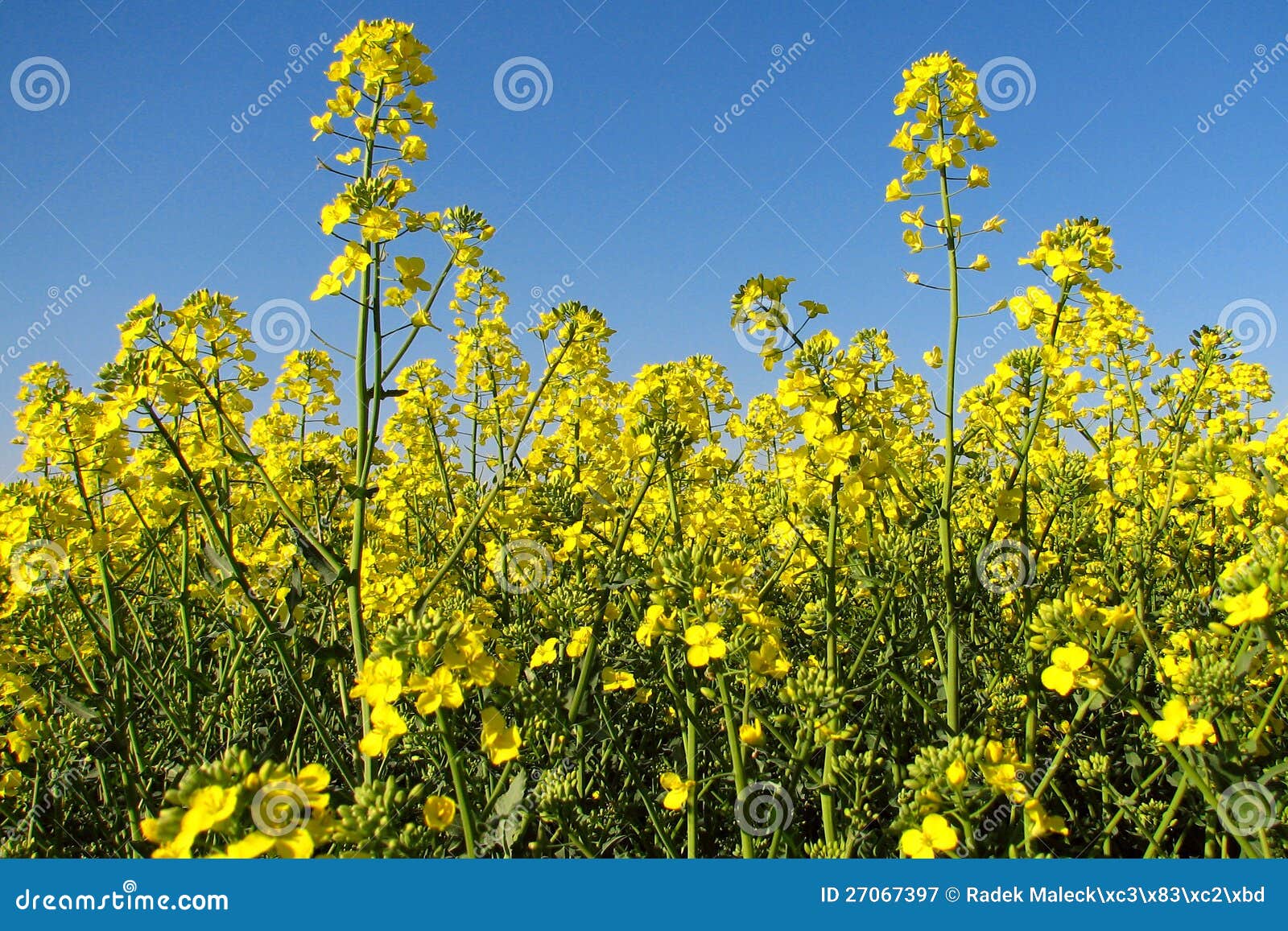 Oilseed stock image. Image of field, yellow, blossom - 27067397