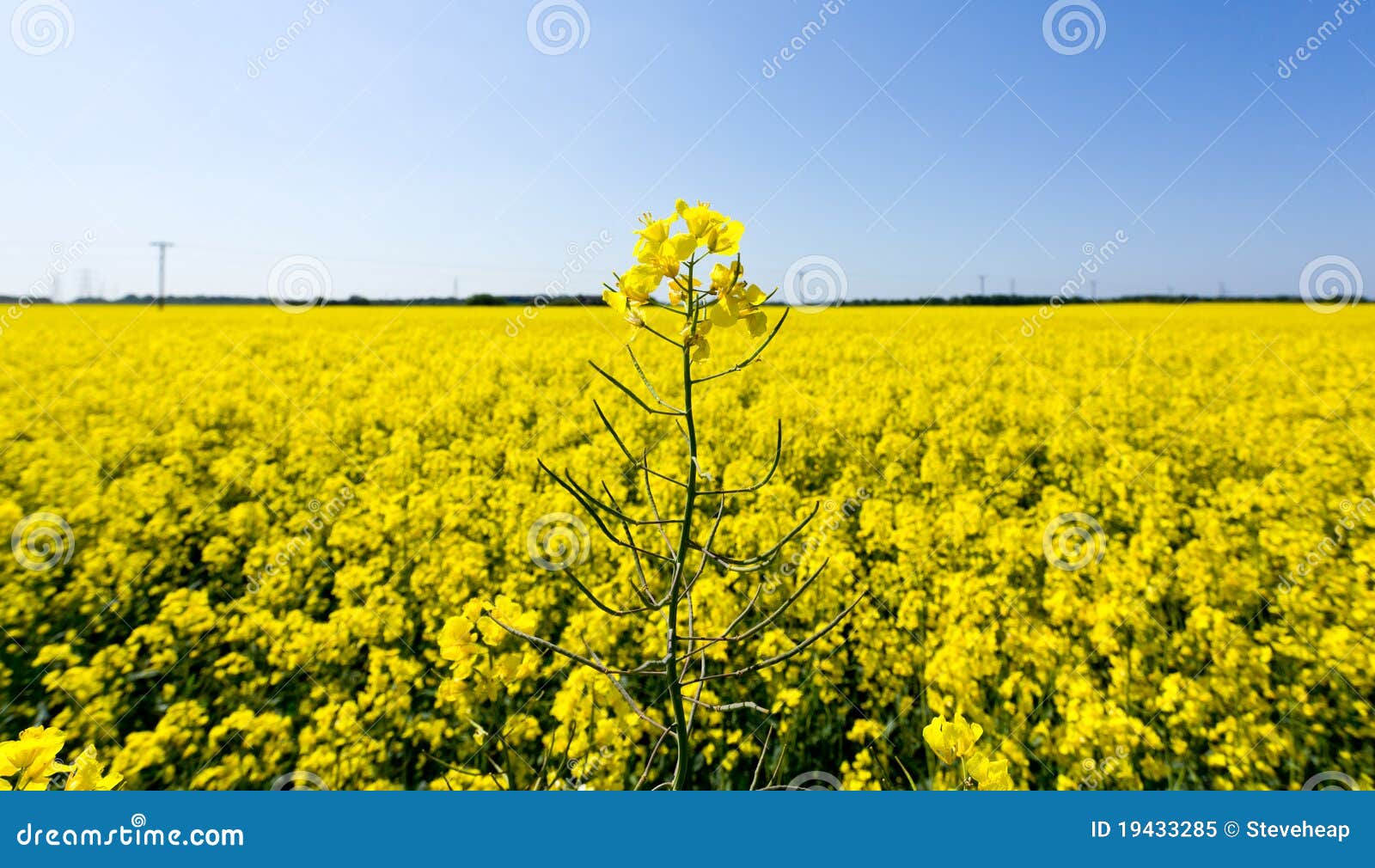 Oilseed blossoms stock image. Image of petal, seed, rapeseed - 19433285