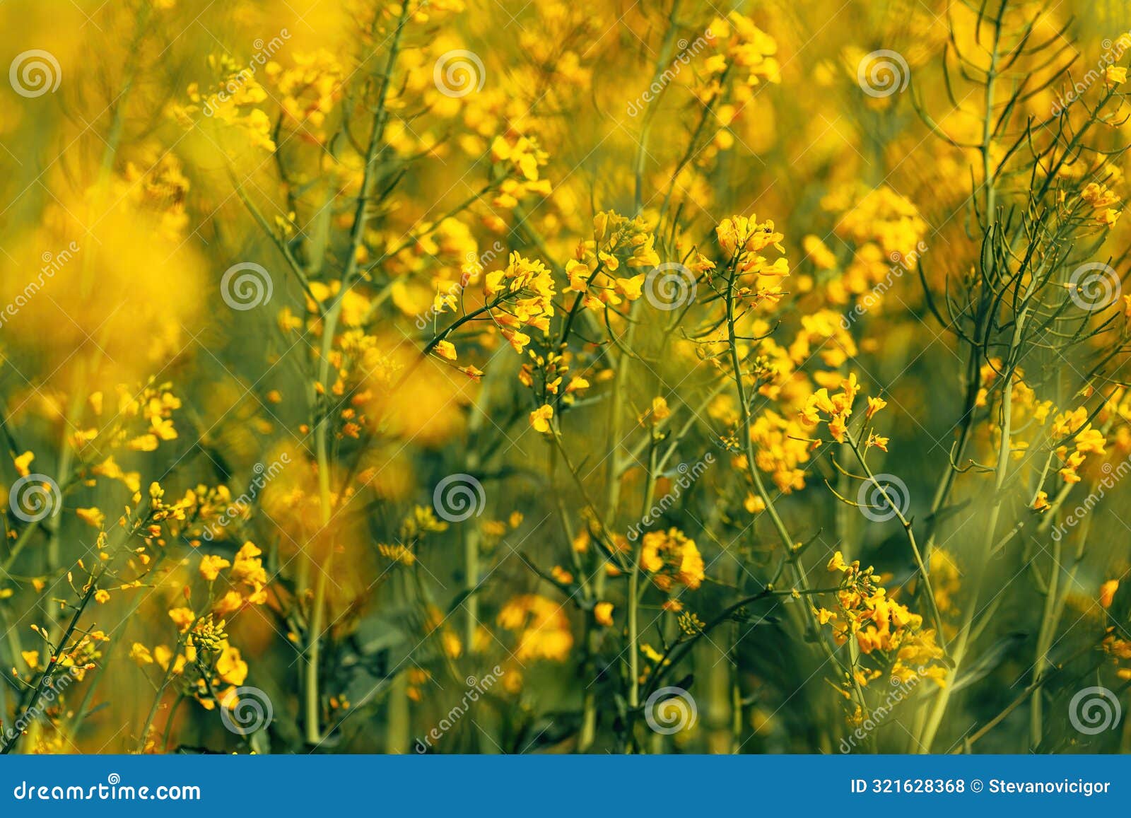 Oilseed Crops in Bloom Swaying in Warm Spring Wind Stock Photo - Image ...